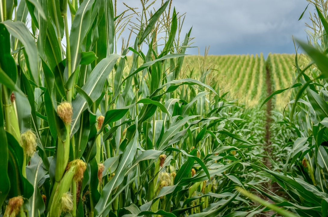 Réduire les pesticides sur son exploitation à travers l’IFT ...