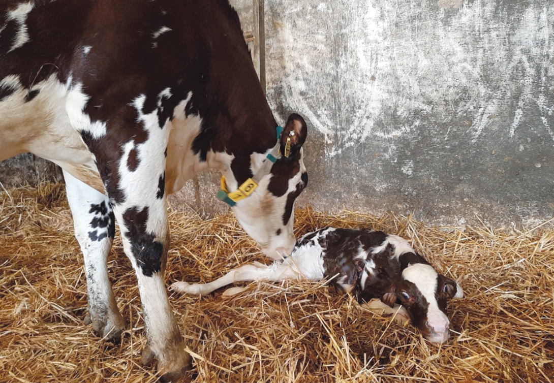 Index métrite et rétention placentaire